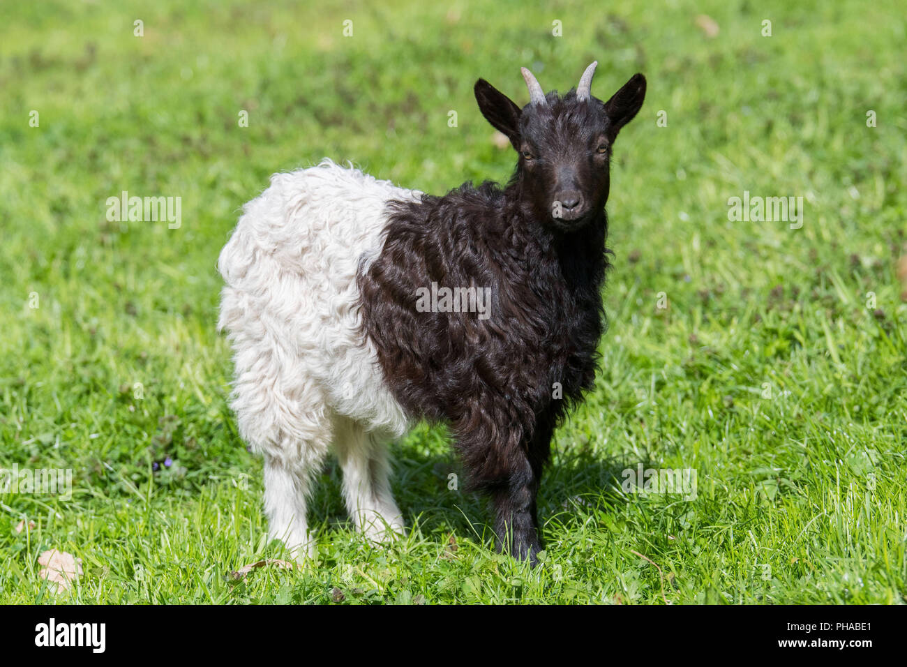 Valais Blackneck Goat Stock Photo - Alamy
