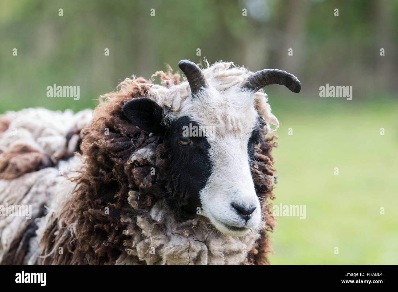 Jacop sheep hi-res stock photography and images - Alamy