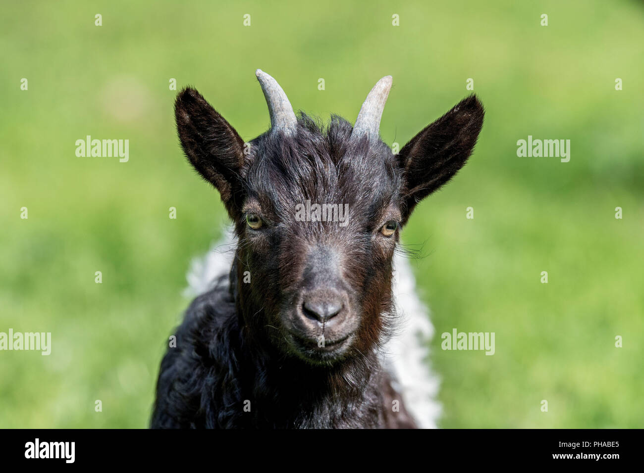 Valais blackneck he goat hi-res stock photography and images - Alamy