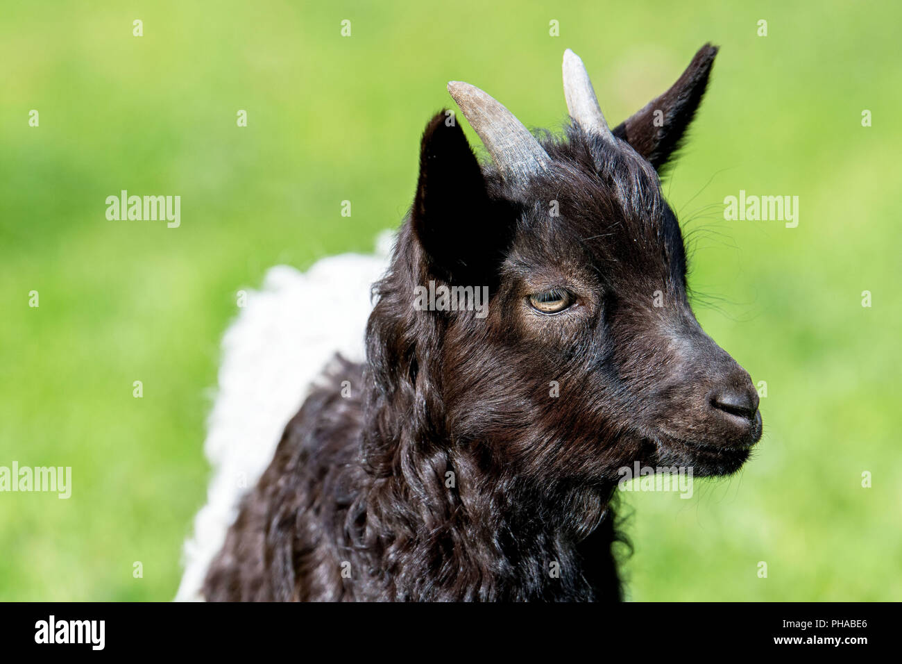Valais Blackneck Goat Stock Photo - Alamy