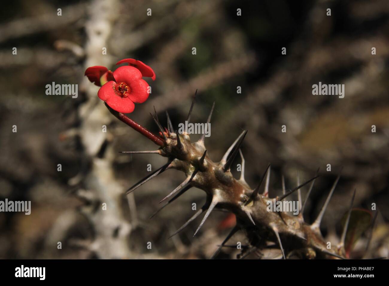 Thorny wire hi-res stock photography and images - Alamy