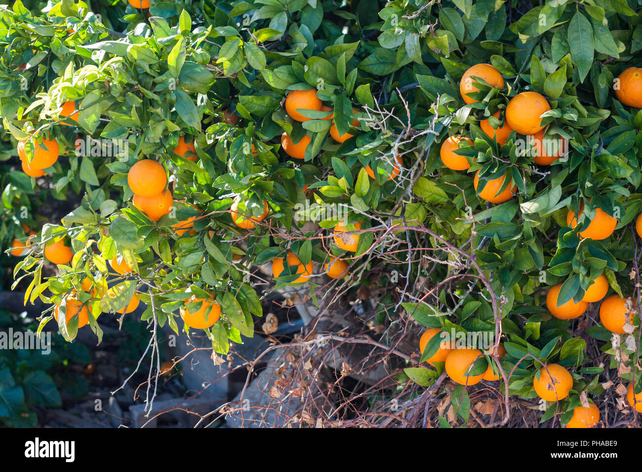 Orange tree with ripe oranges in Costitx, Mallorca, Spain Stock Photo ...