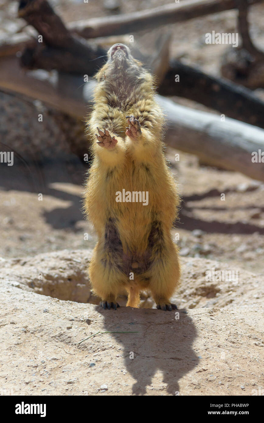Perry Dog standing up and warning of danger Stock Photo - Alamy