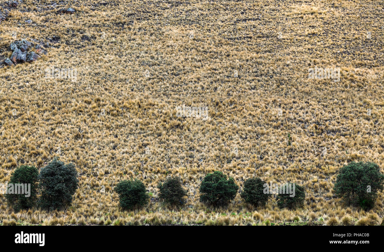 Nature background dry grass hi-res stock photography and images - Alamy