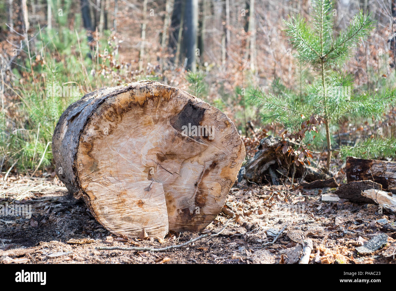 Splintered trunk hi-res stock photography and images - Alamy