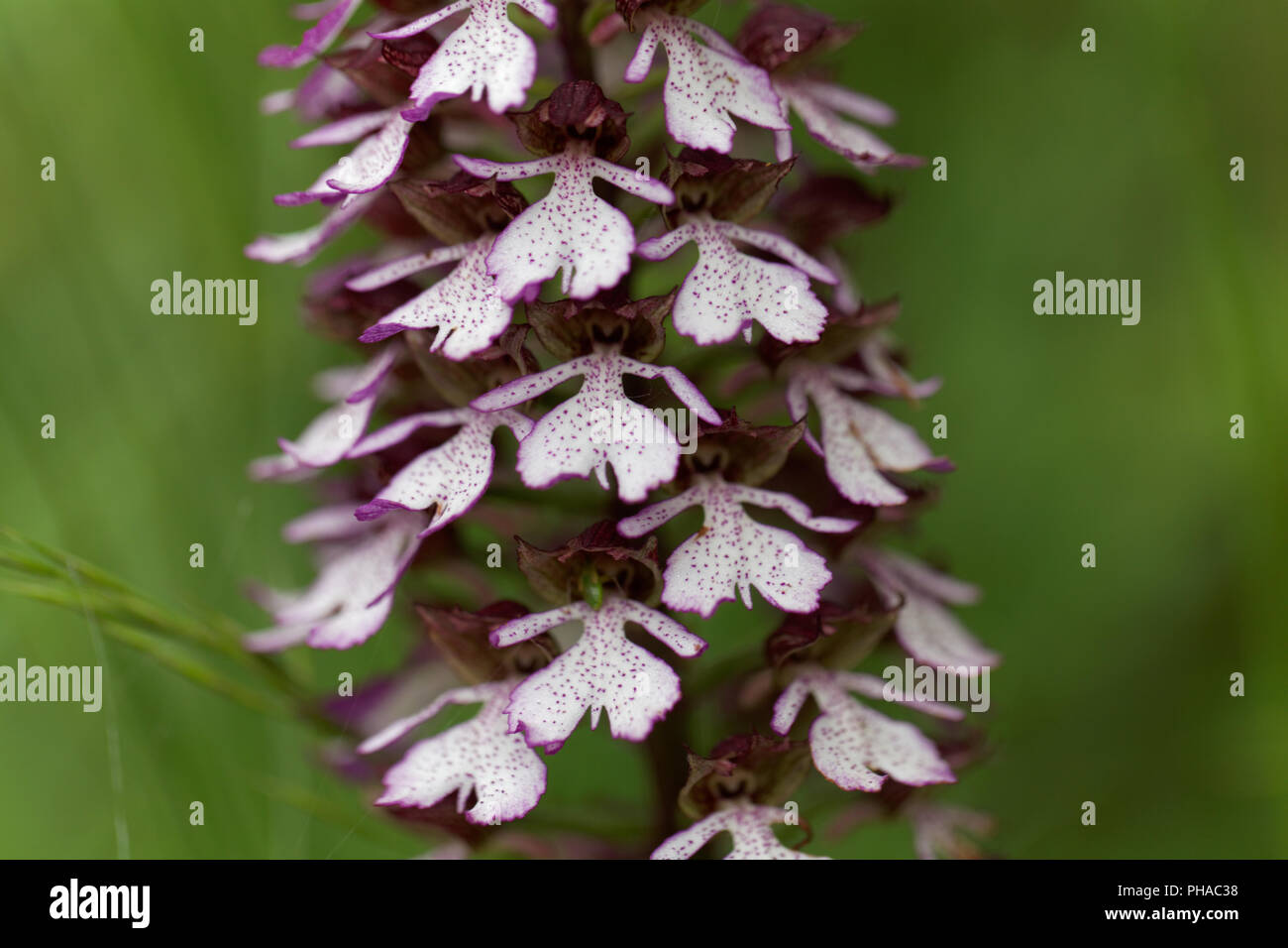 Flower of orchid hi-res stock photography and images - Alamy