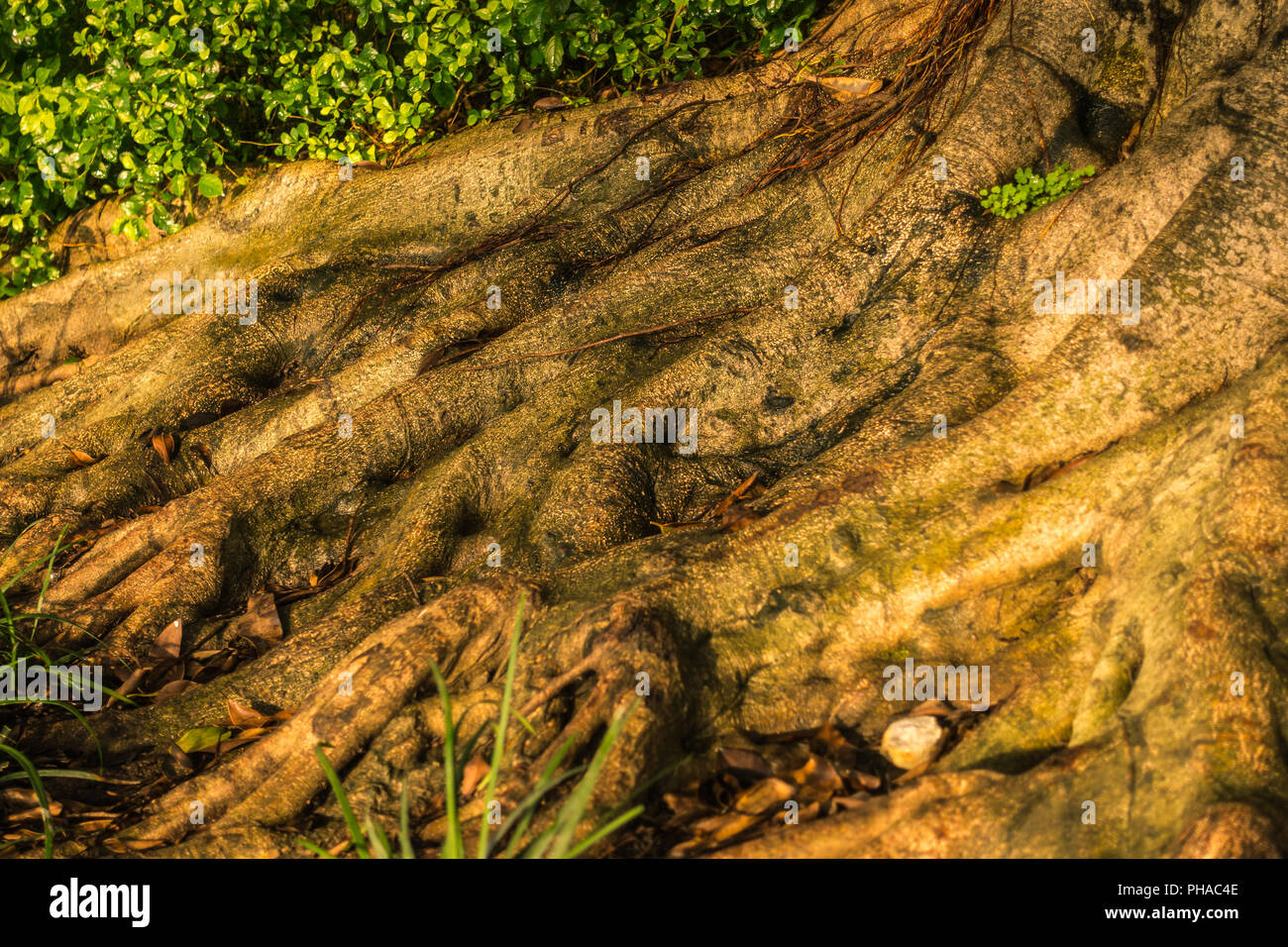 Whole tree and roots hi-res stock photography and images - Alamy