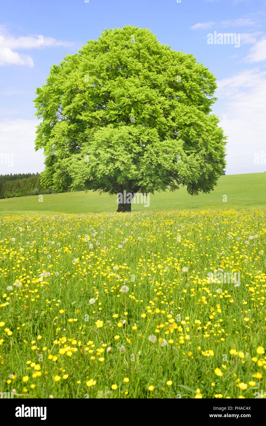 big old and single beech tree at spring in meadow Stock Photo - Alamy