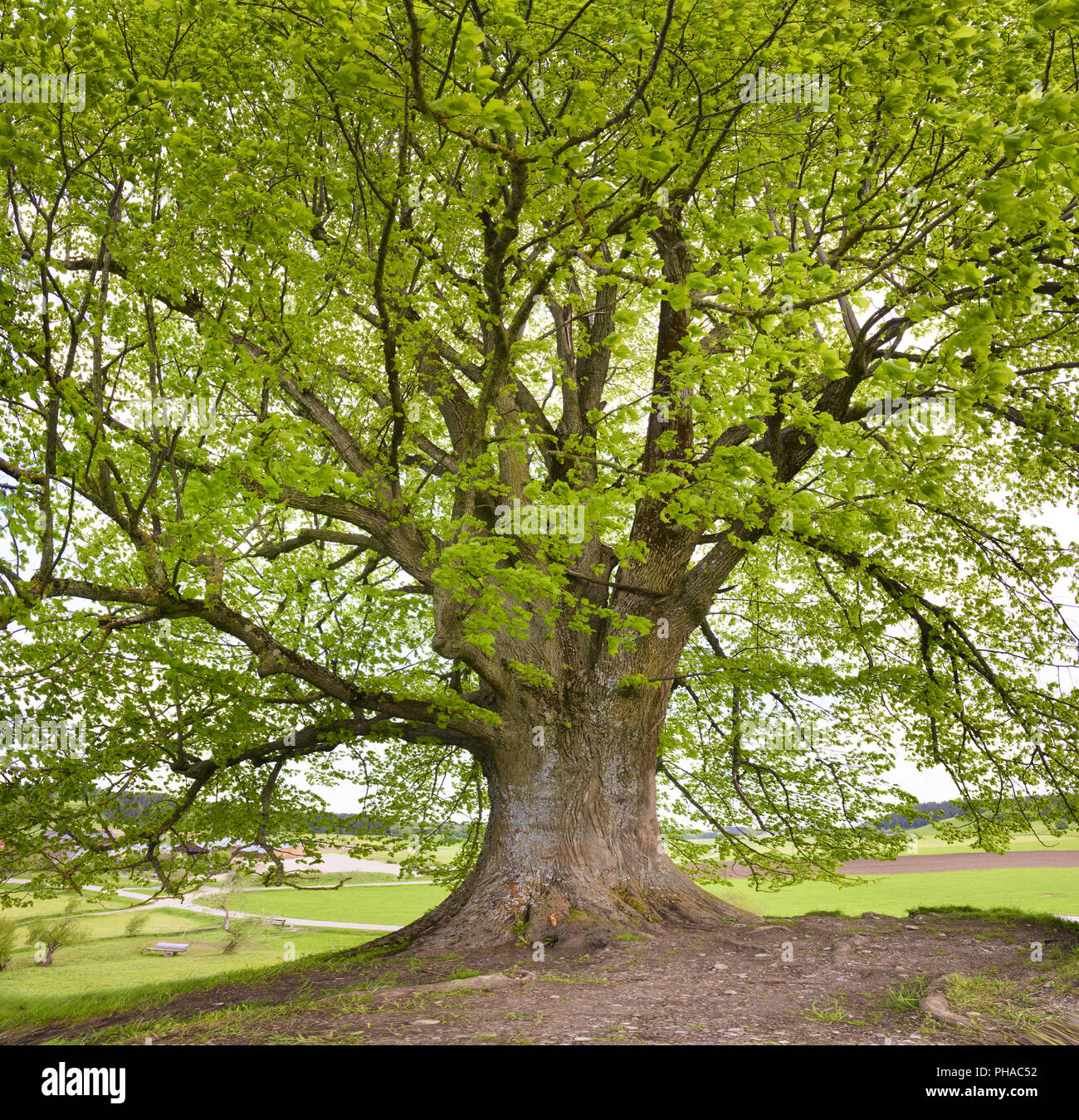 treetop of old linden tree Stock Photo - Alamy