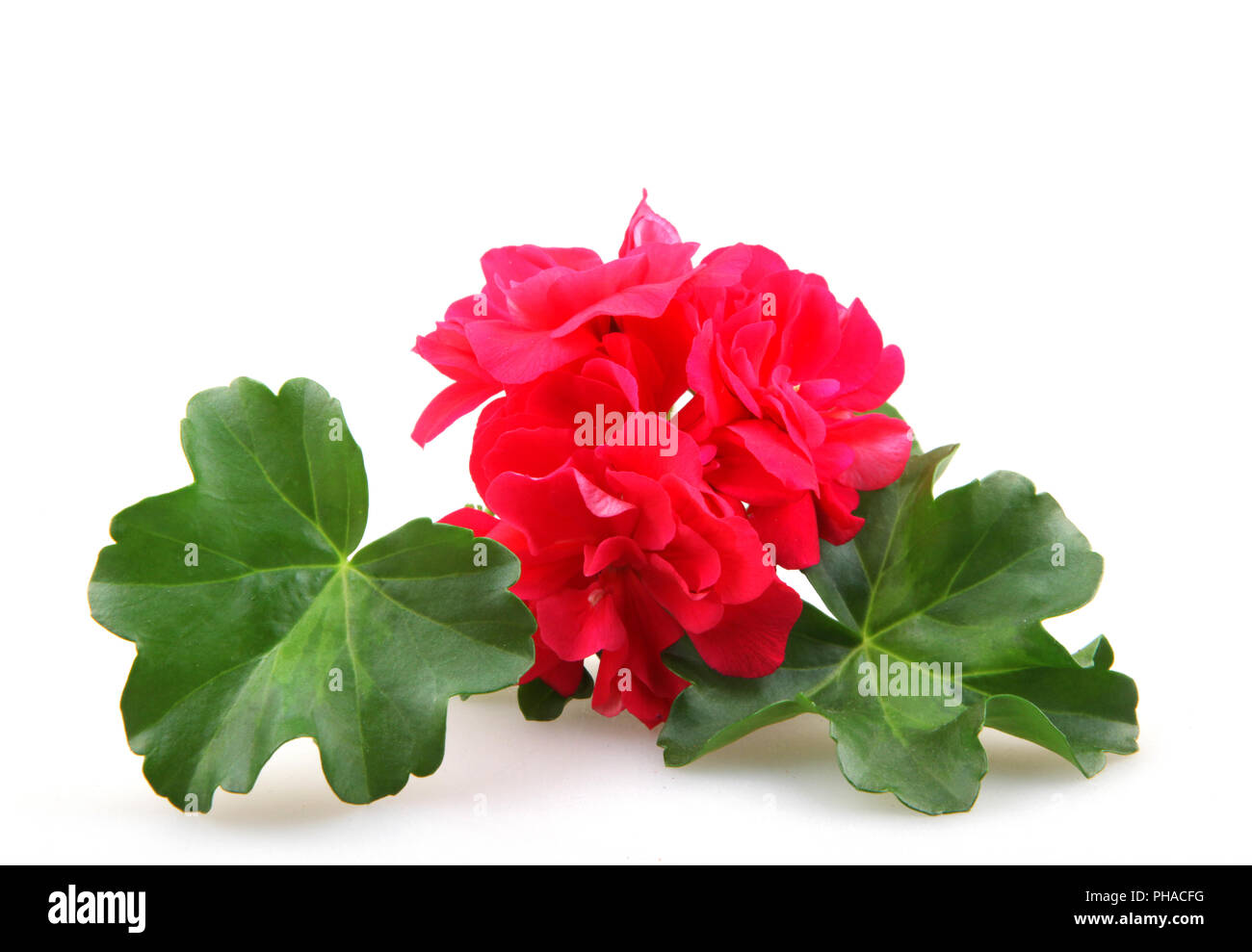 Geranium pelargonium peltatum Cut Out Stock Images & Pictures - Alamy