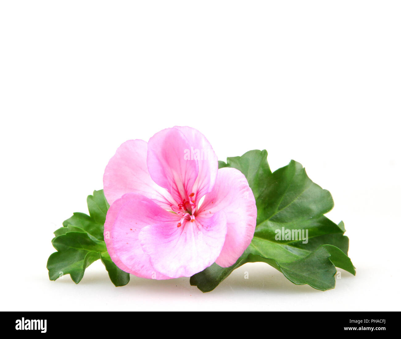 Geranium pelargonium peltatum Cut Out Stock Images & Pictures - Alamy