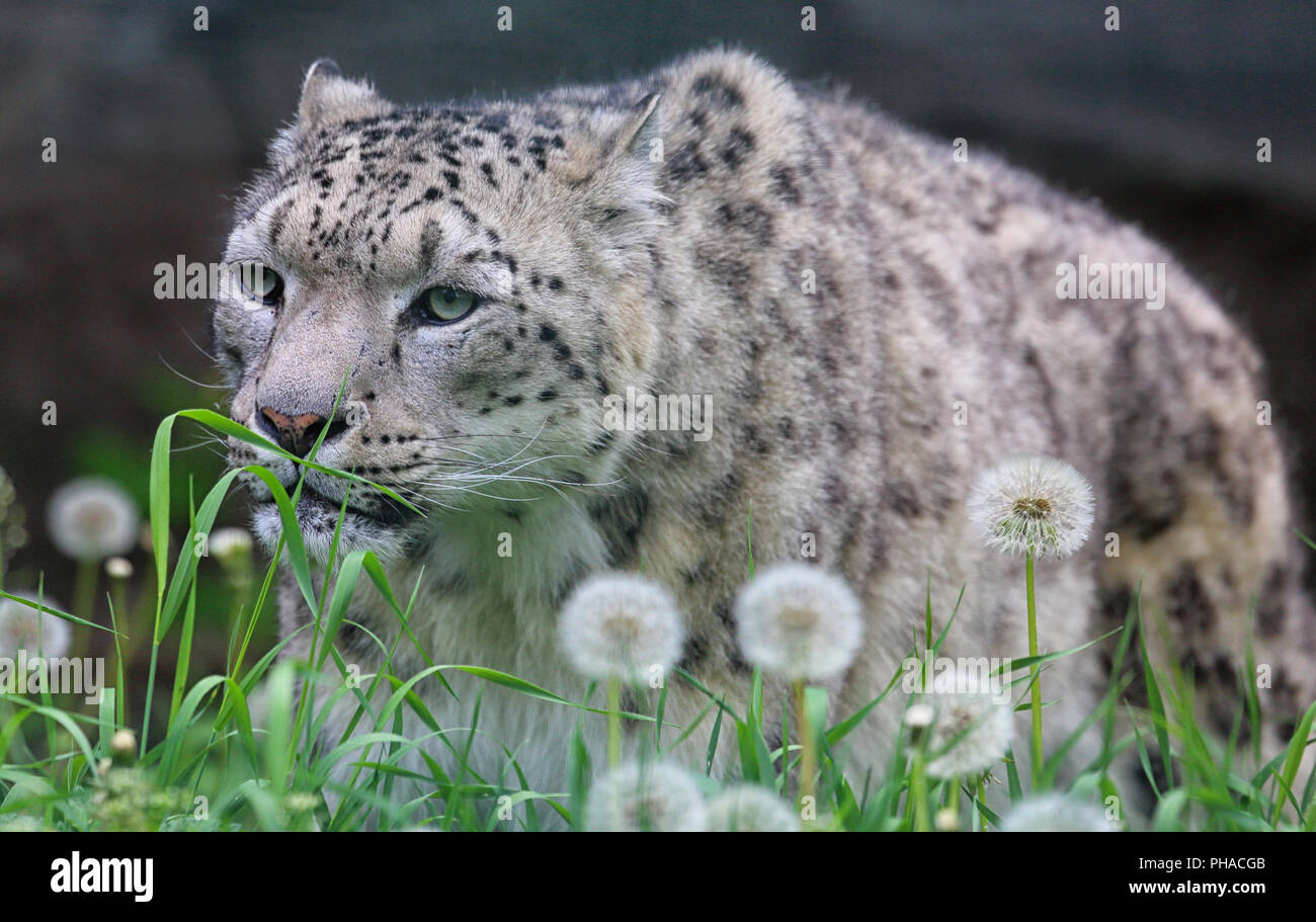 Snowleopard hi-res stock photography and images - Alamy