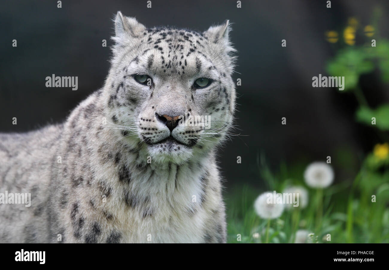 Snowleopard High Resolution Stock Photography and Images - Alamy