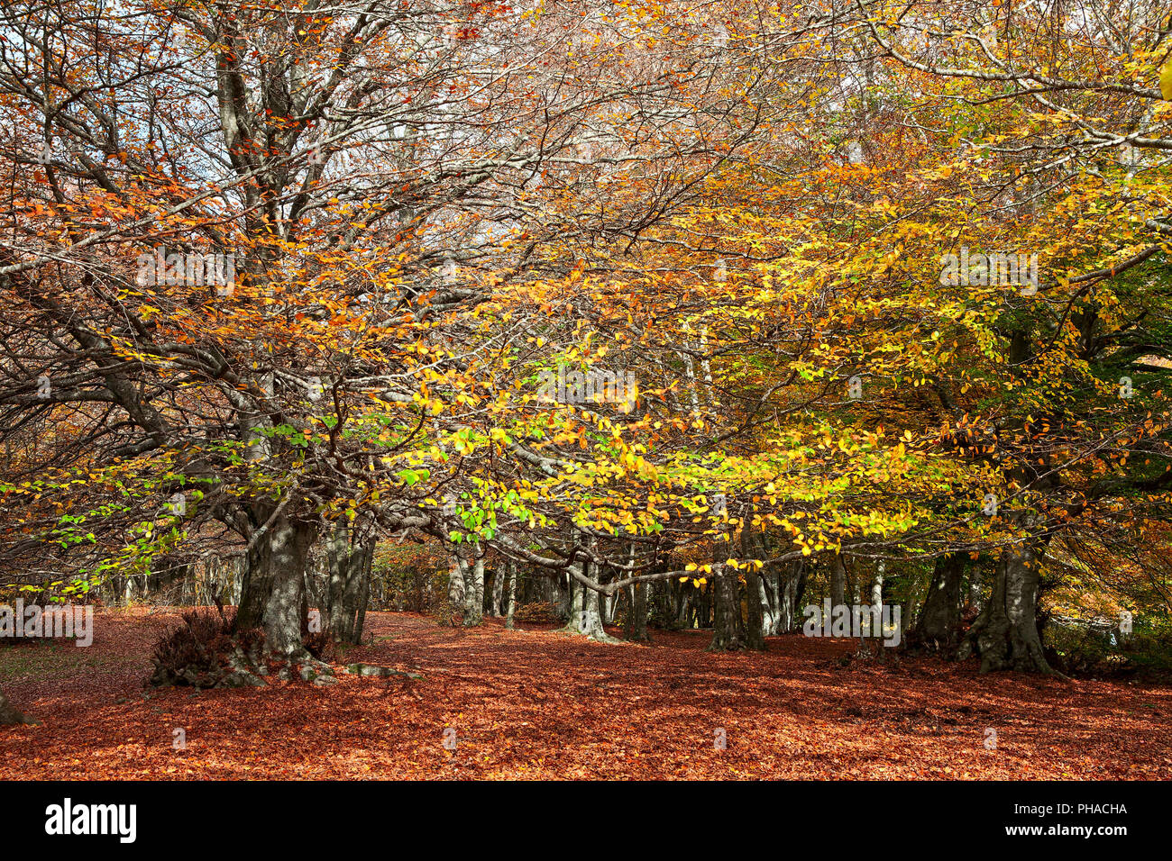 Wonderful woods hi-res stock photography and images - Alamy