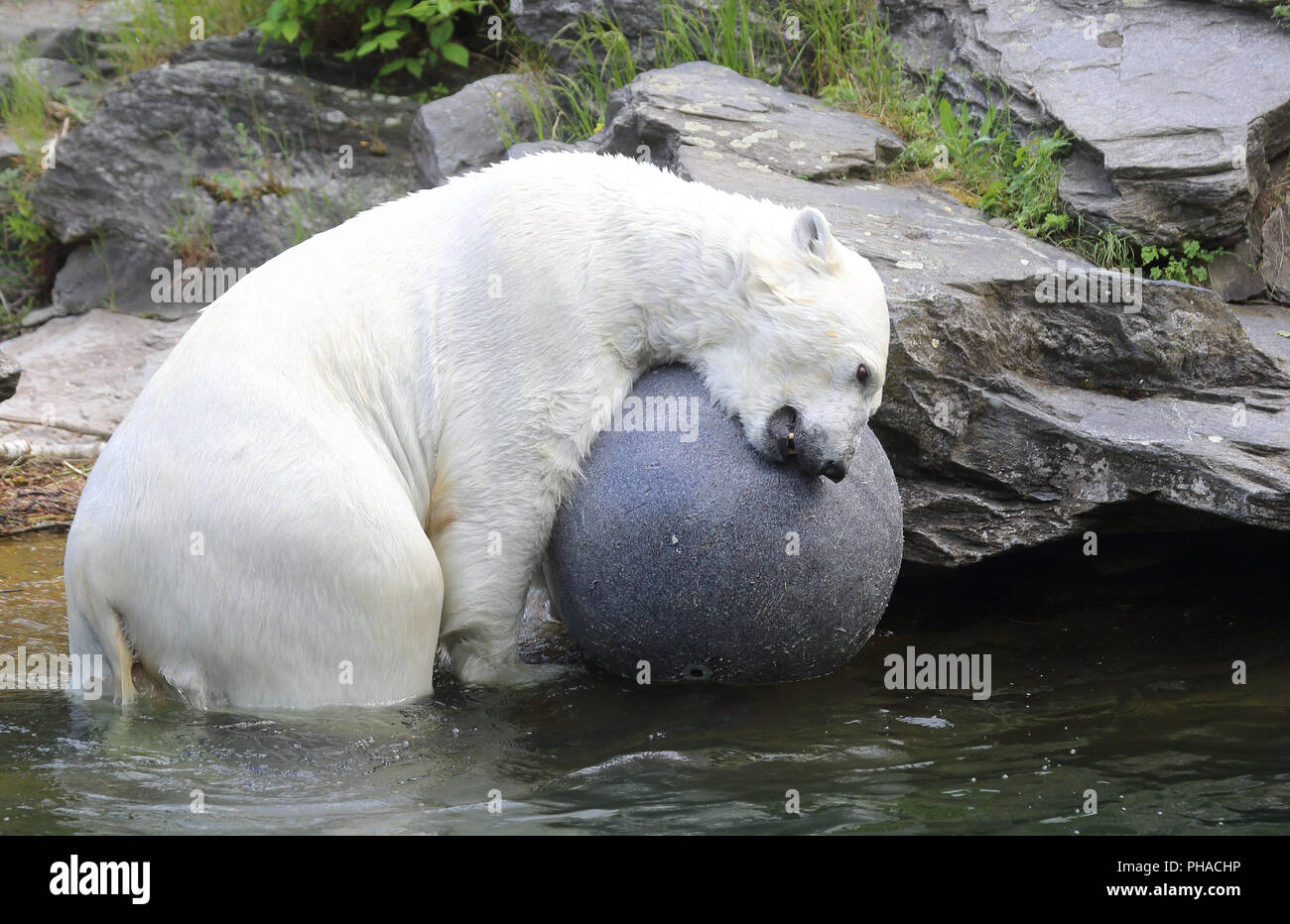 Icebear swimming hi-res stock photography and images - Alamy Icebear swimming hi-res stock photography and images - Alamy