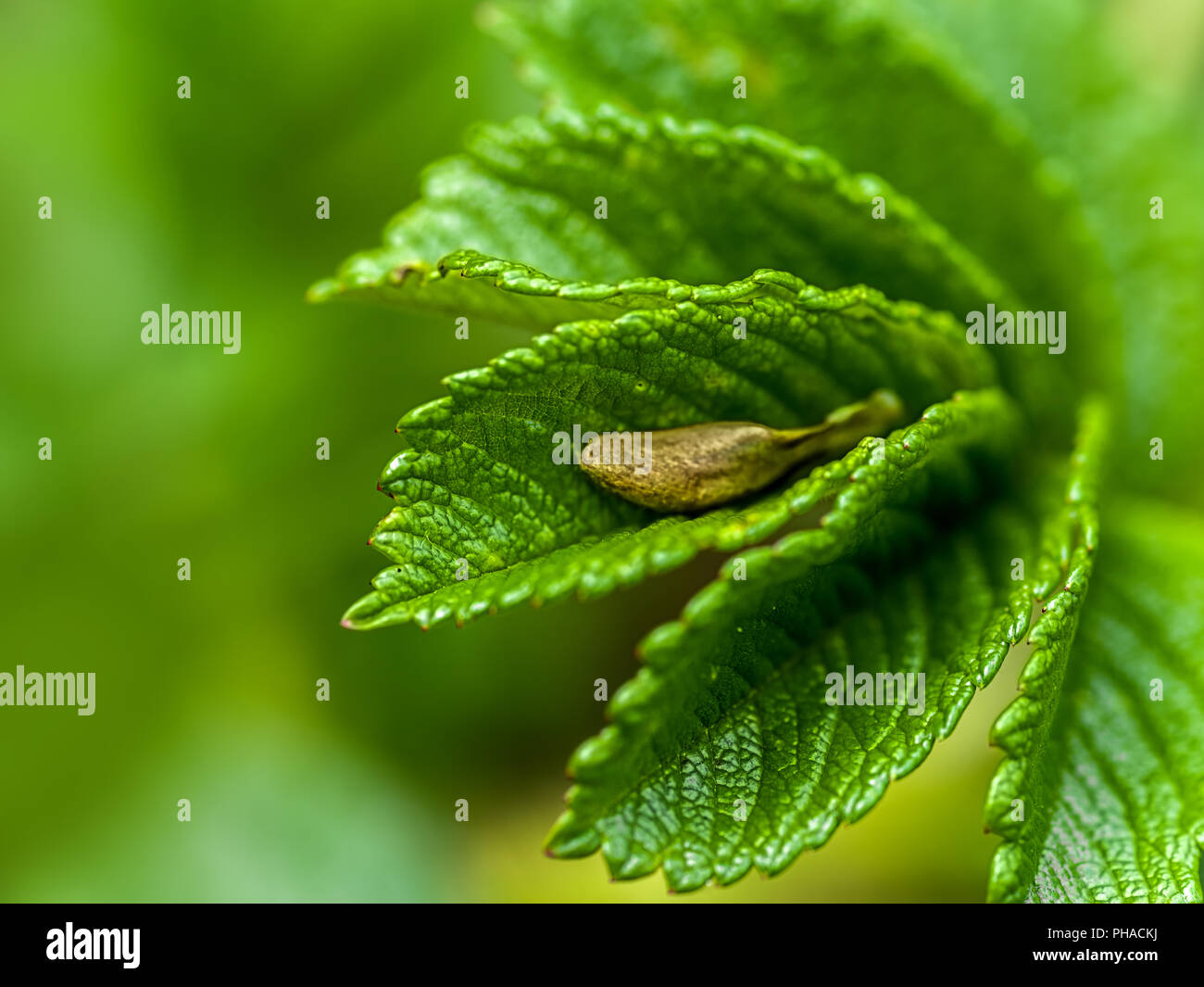 Green leaf with seeds Stock Photo - Alamy