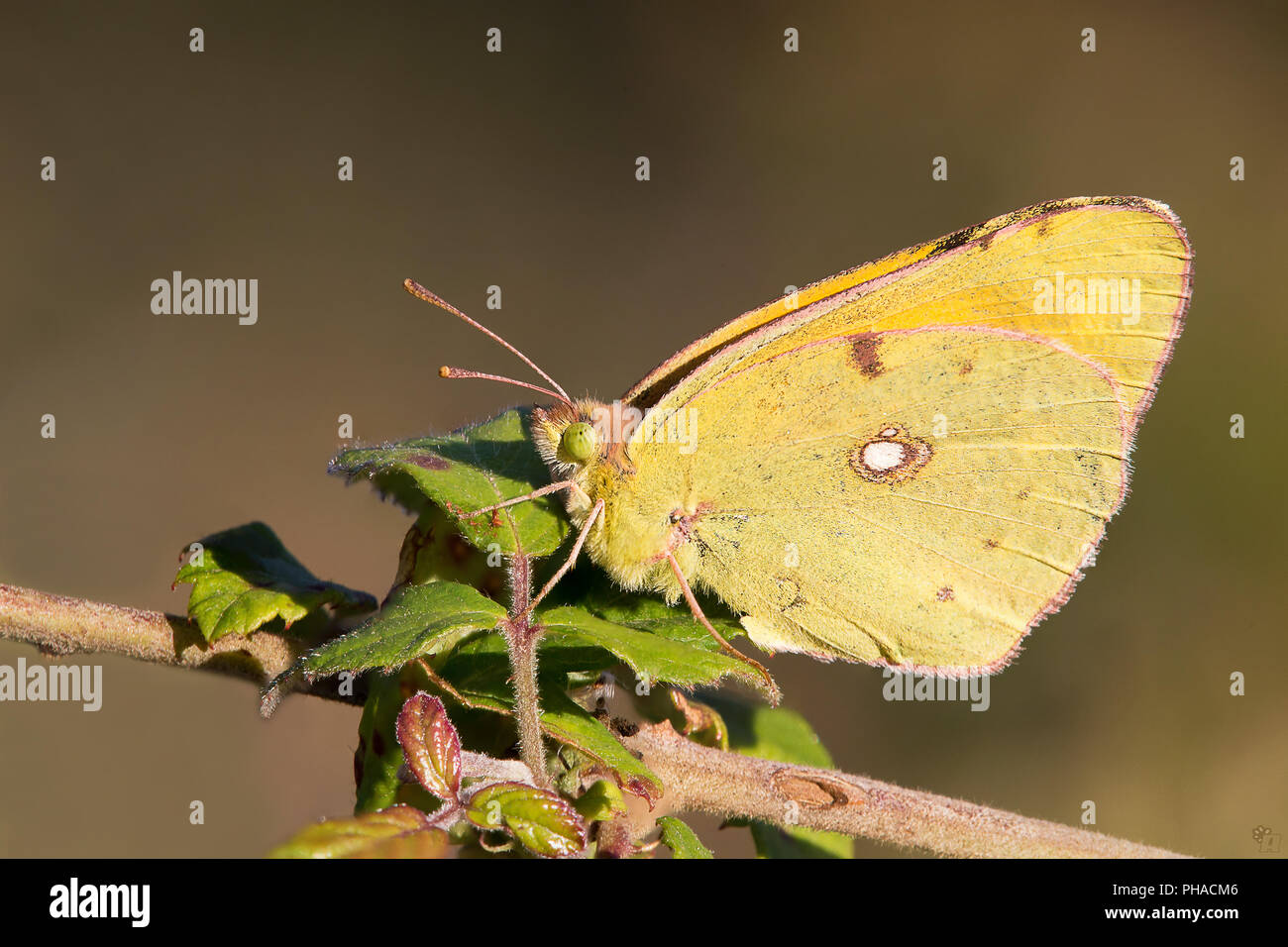 Miniature butterfly hi-res stock photography and images - Alamy