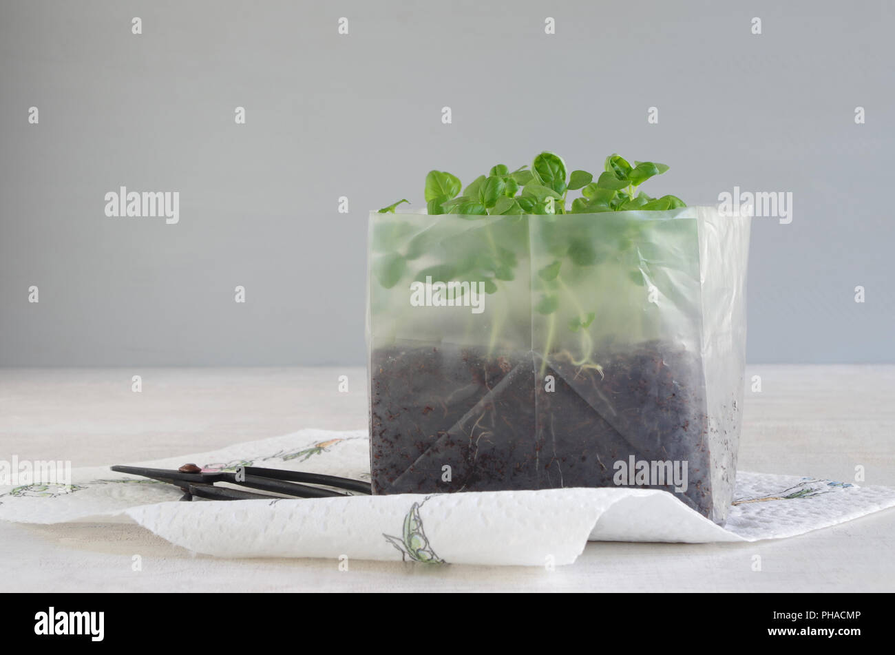 basil - young plants Stock Photo - Alamy
