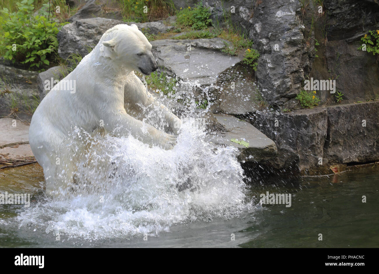 Icebear swimming hi-res stock photography and images - Alamy