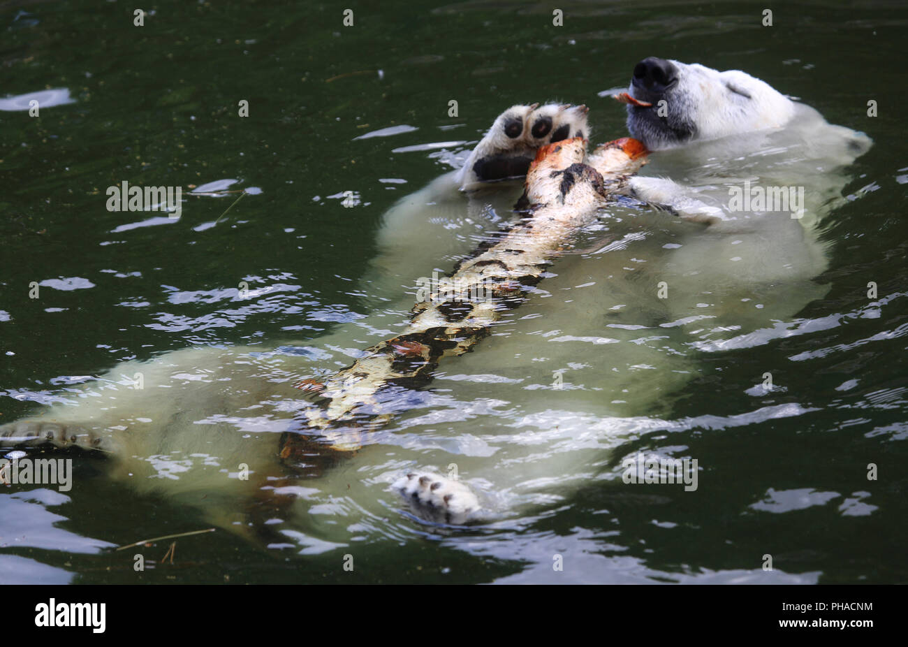Icebear swimming hi-res stock photography and images - Alamy Icebear swimming hi-res stock photography and images - Alamy