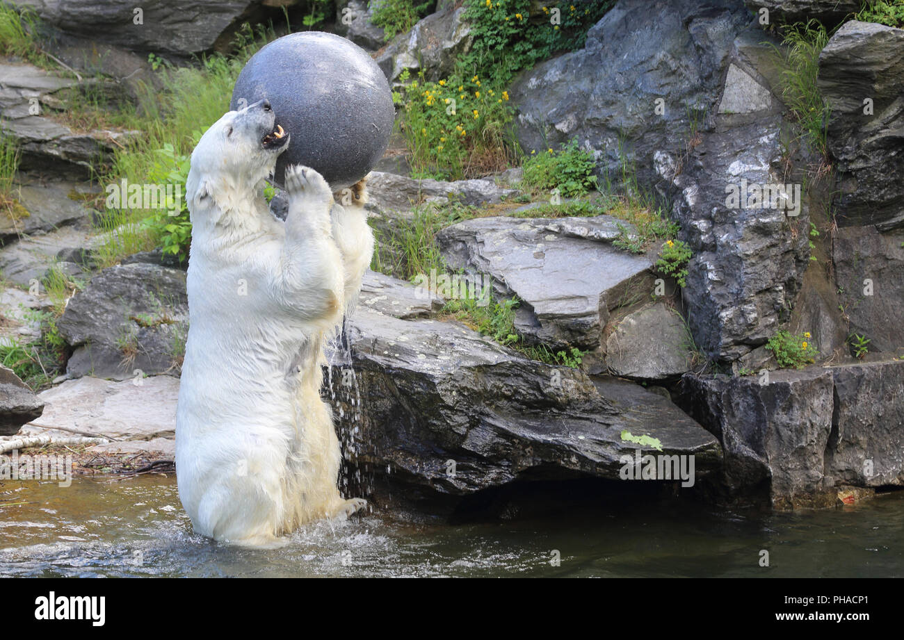 Icebear swimming hi-res stock photography and images - Alamy Icebear swimming hi-res stock photography and images - Alamy