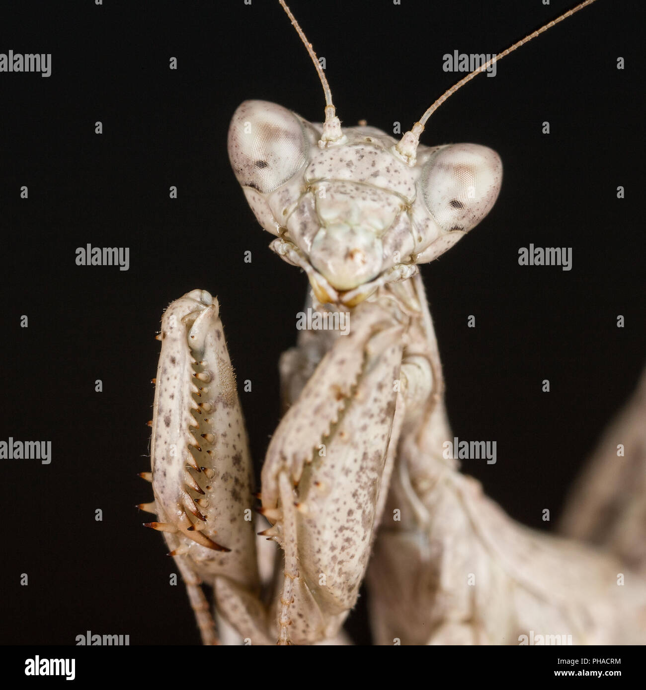 A mantis portrait Stock Photo - Alamy