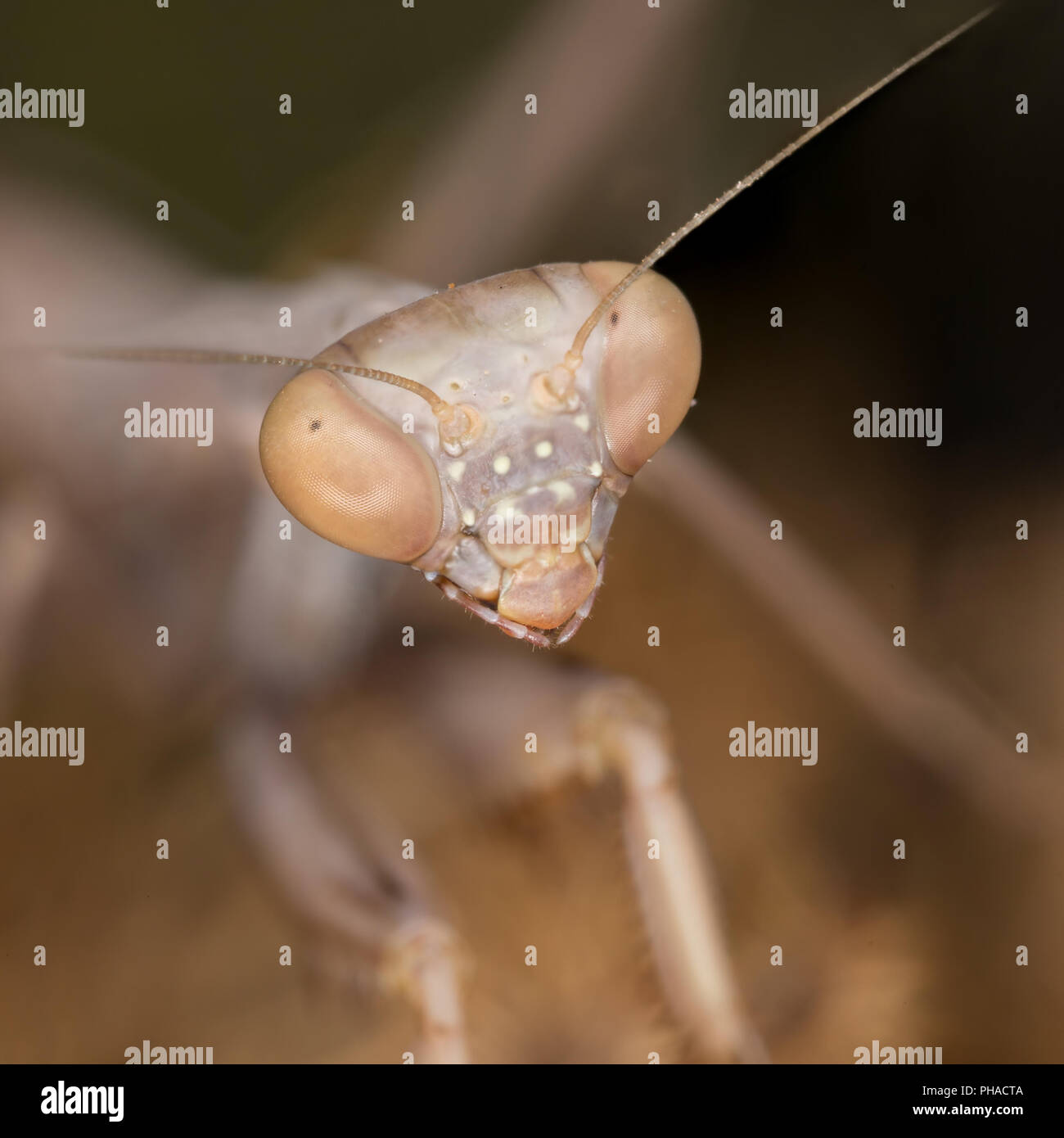 A close-up portrait of a mantis Stock Photo - Alamy