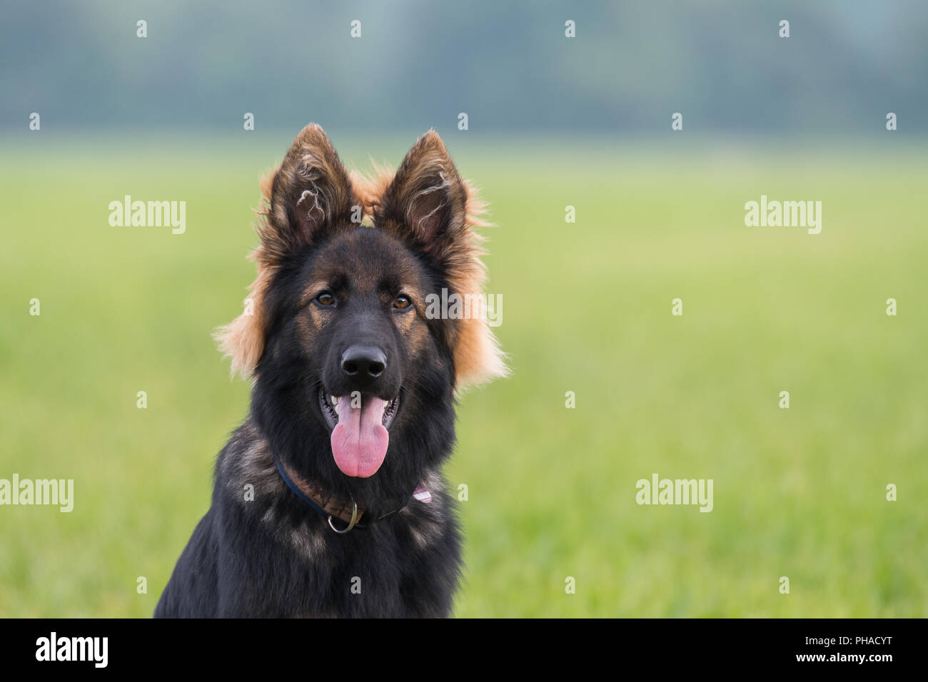 Old German Shepherd Stock Photo - Alamy