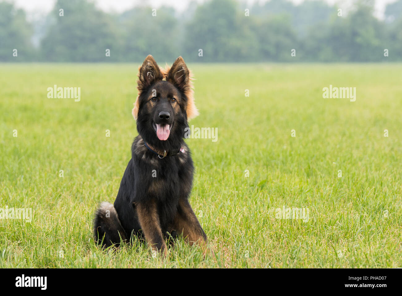 Old German Shepherd Stock Photo - Alamy