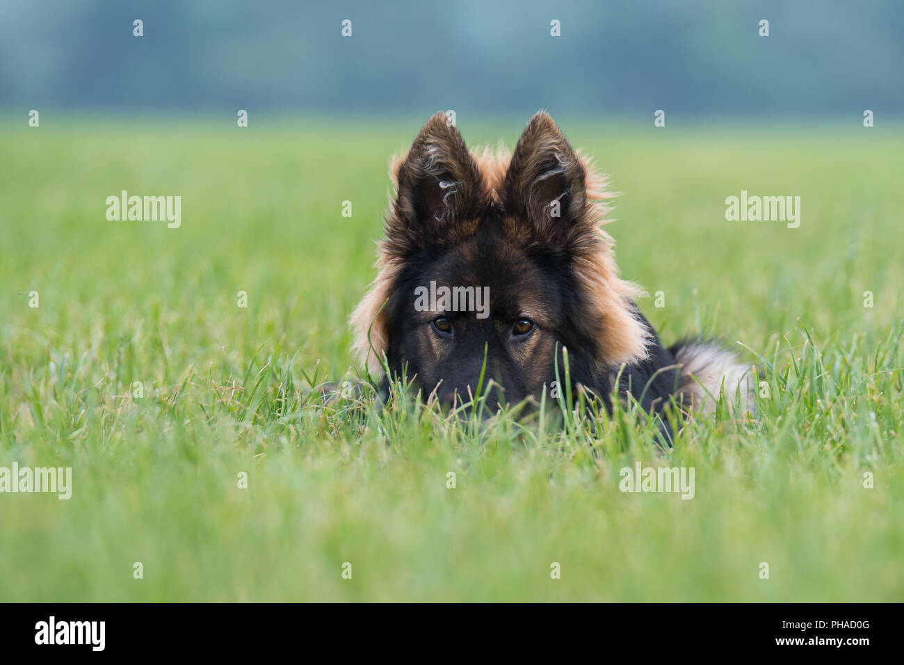Old German Shepherd Stock Photo - Alamy