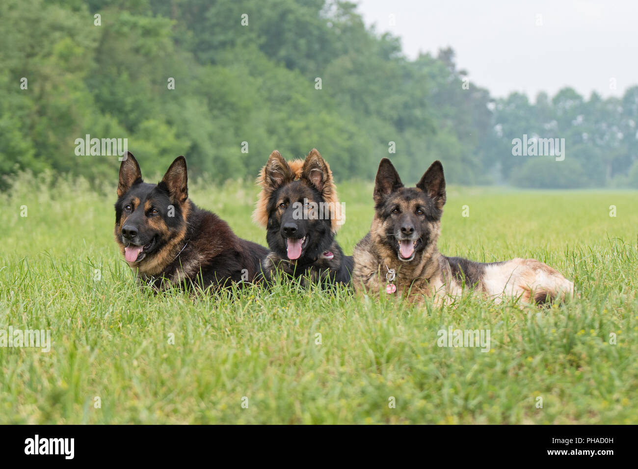 German shepherds hi-res stock photography and images - Alamy