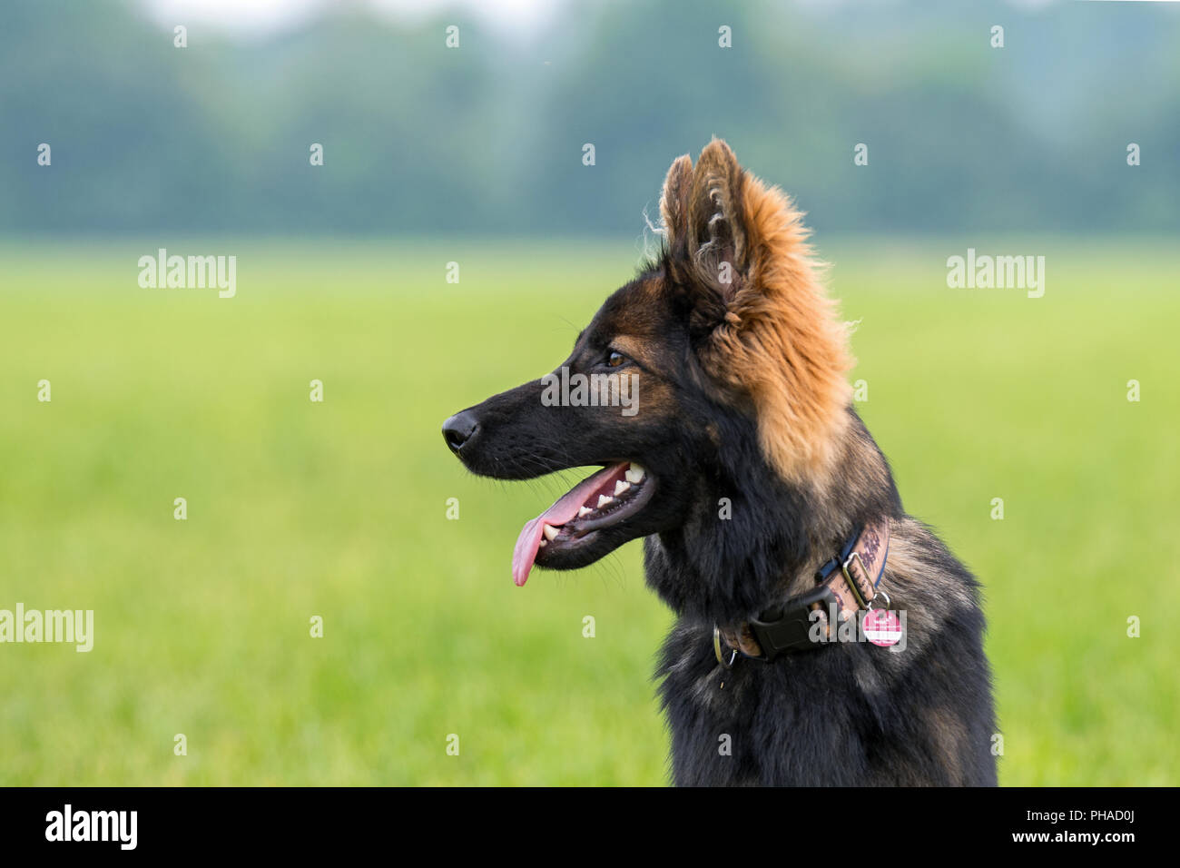 Old German Shepherd Stock Photo - Alamy
