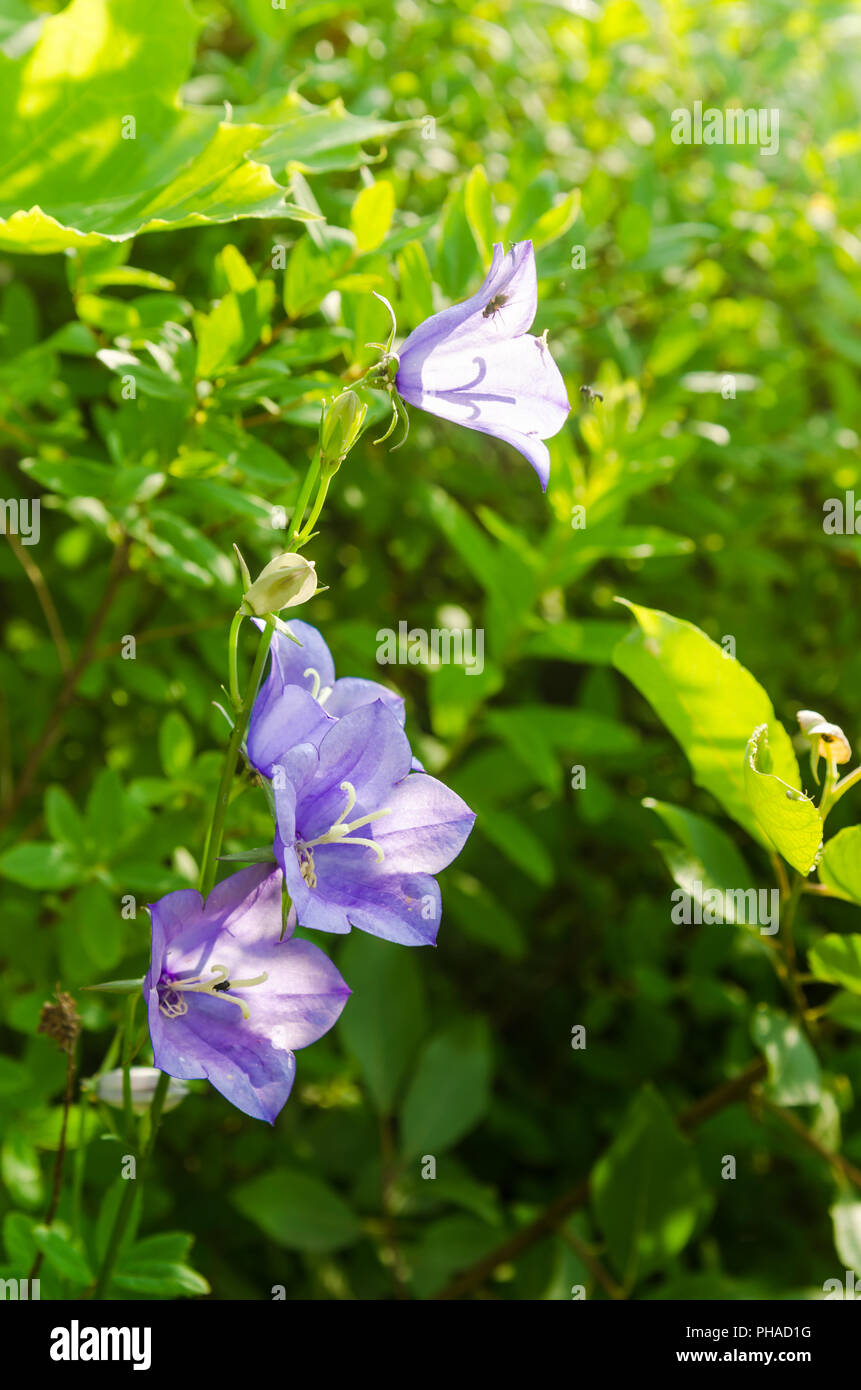 Purple bells wildflowers hi-res stock photography and images - Alamy