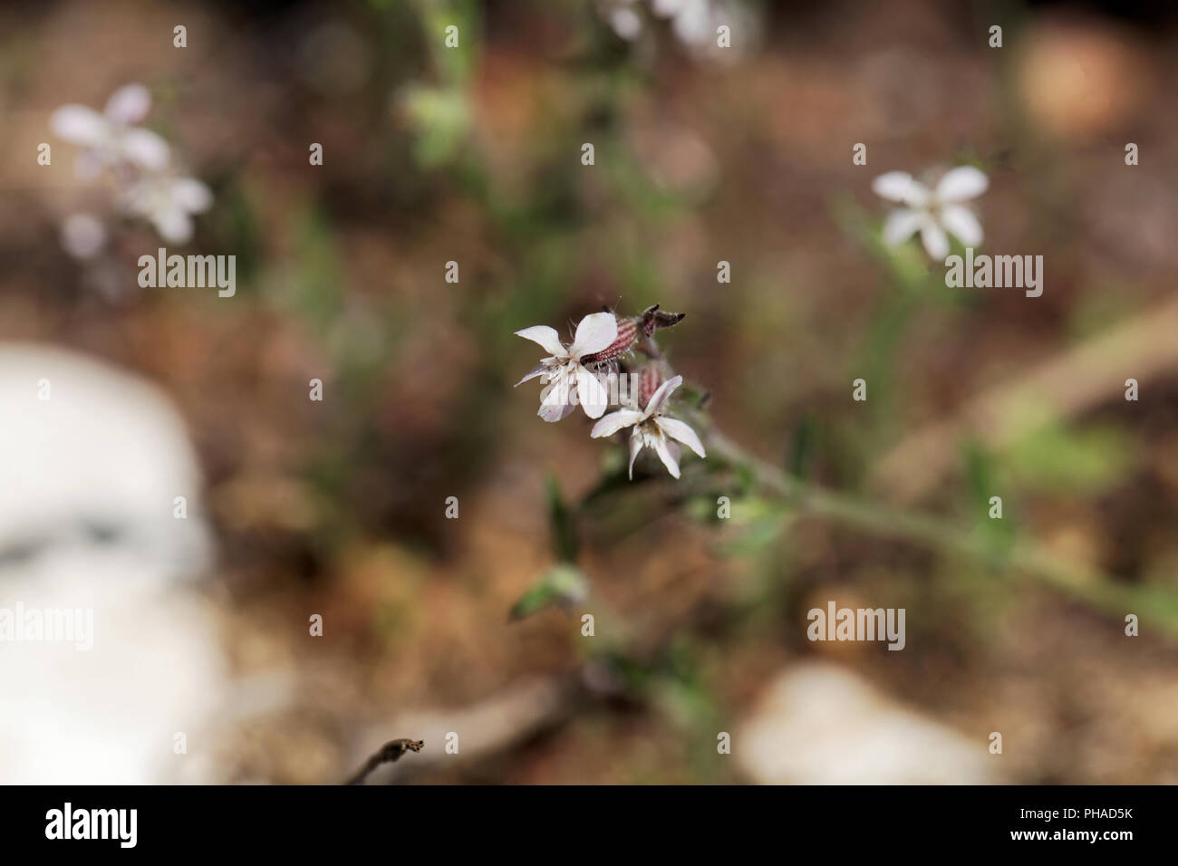 A gallica hi-res stock photography and images - Alamy