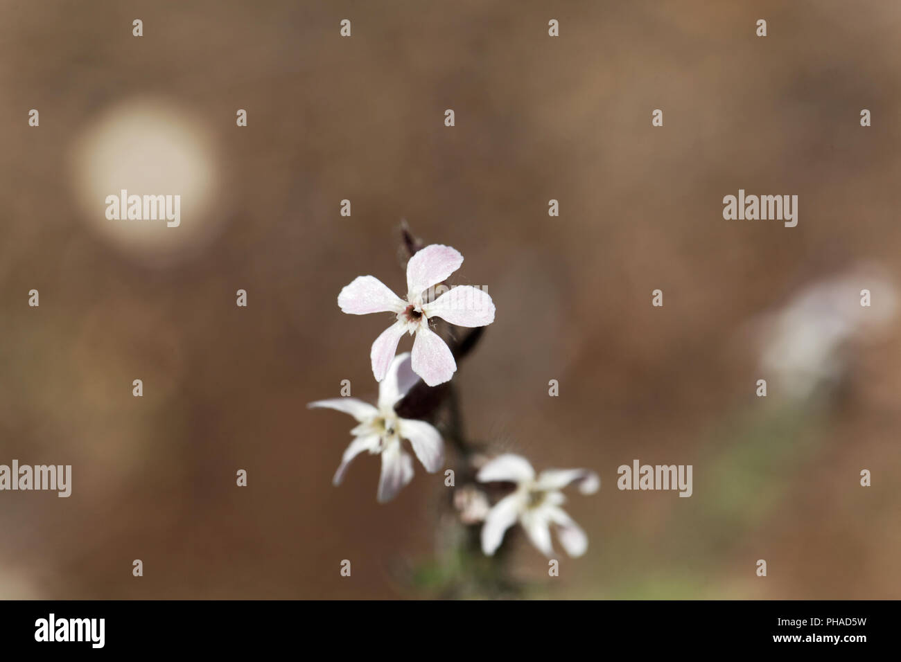 Macro photo of a wild Common catchfly (Silene gallica Stock Photo - Alamy