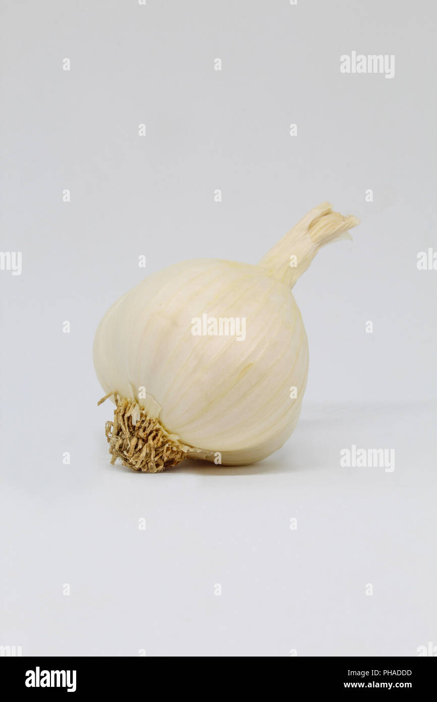One garlic isolated on white background. Organic, aromatic vegetable ...