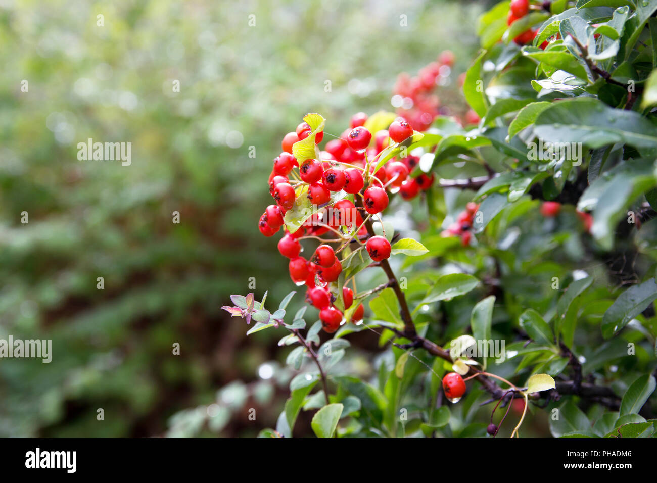 Shrub with lots of red berries on branches Stock Photo - Alamy