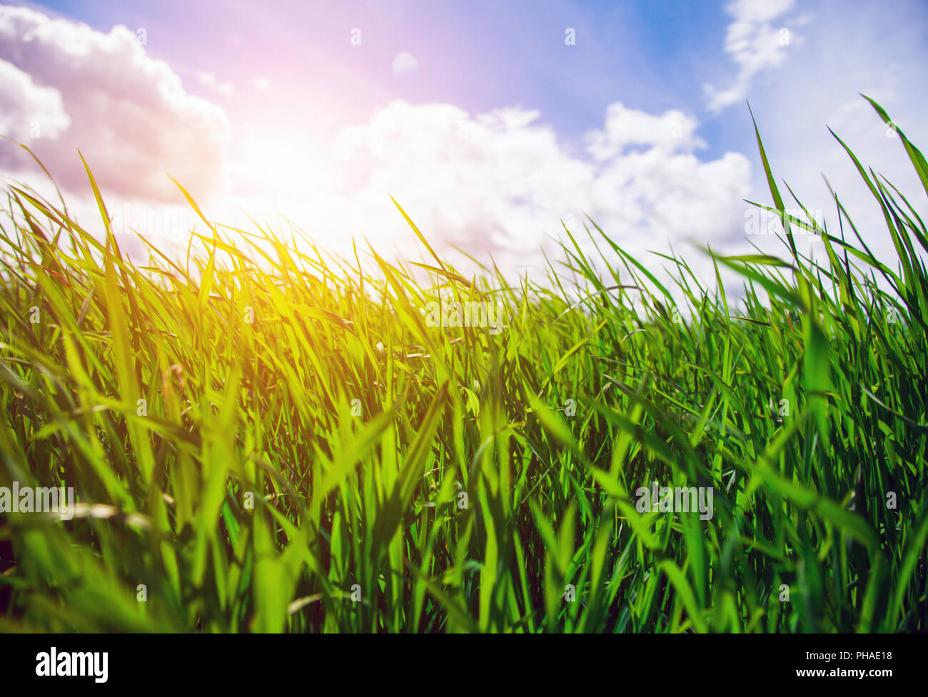 green summer grass and sky Stock Photo - Alamy