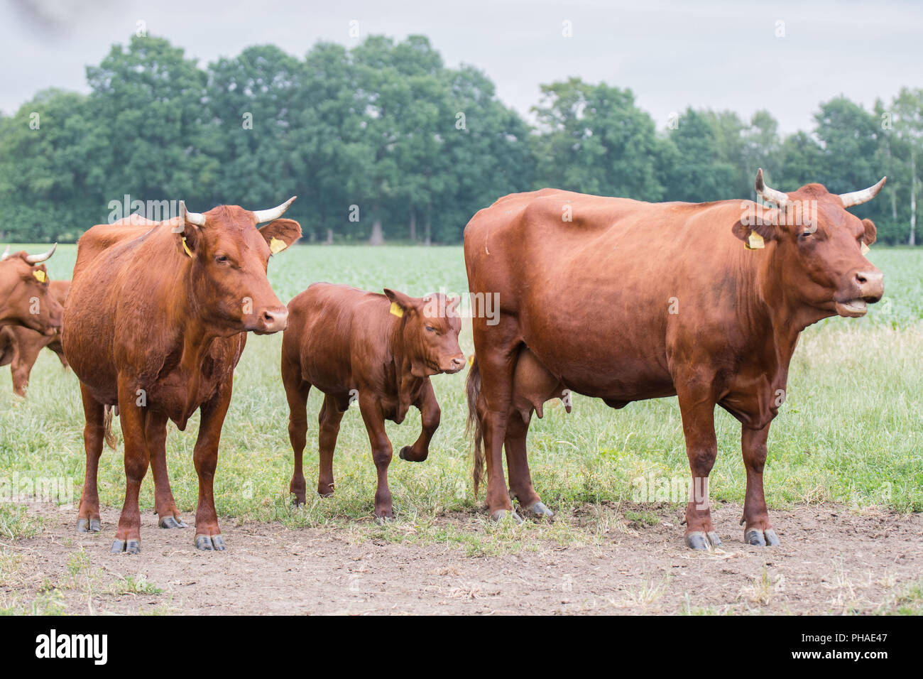 German red highland type hi-res stock photography and images - Alamy