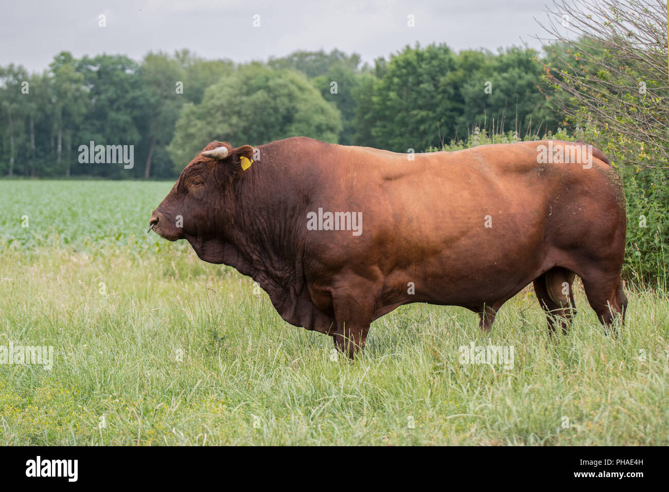 German red highland type hi-res stock photography and images - Alamy