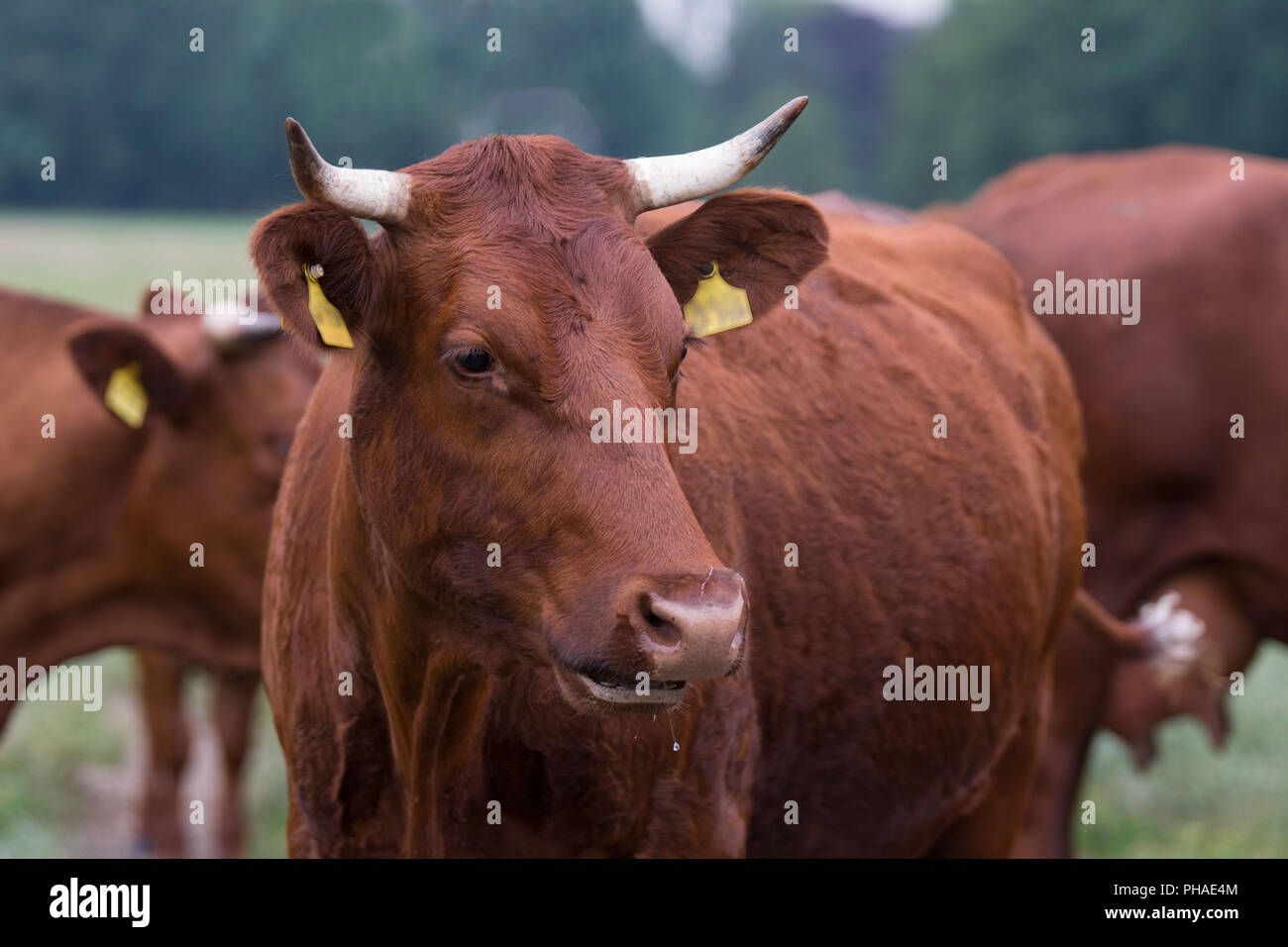 German cow hi-res stock photography and images - Alamy