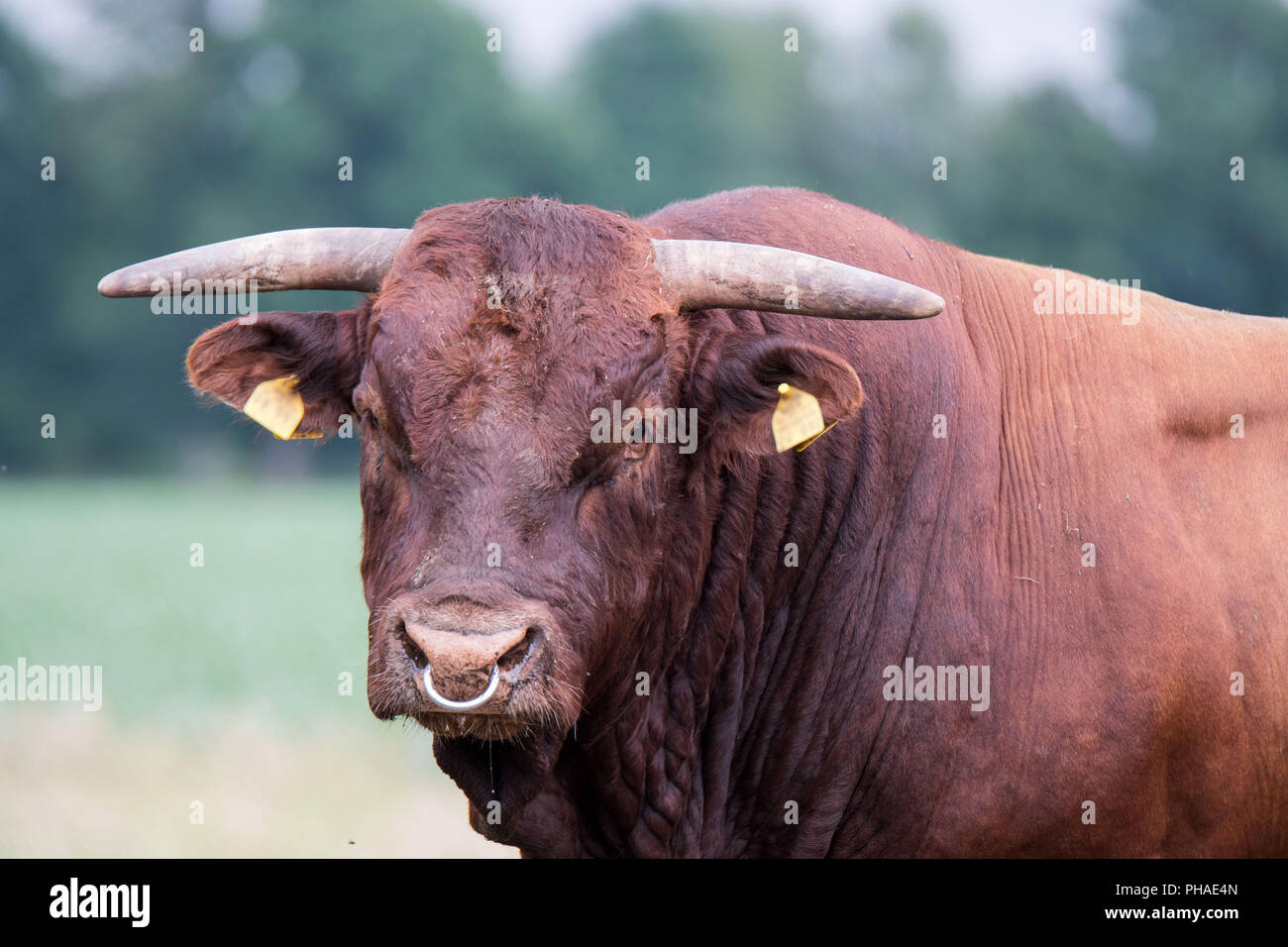 German red highland type hi-res stock photography and images - Alamy