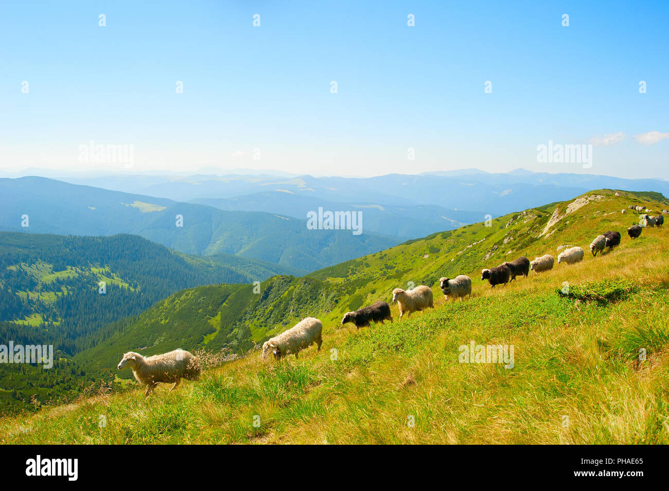 Hred hi-res stock photography and images - Alamy