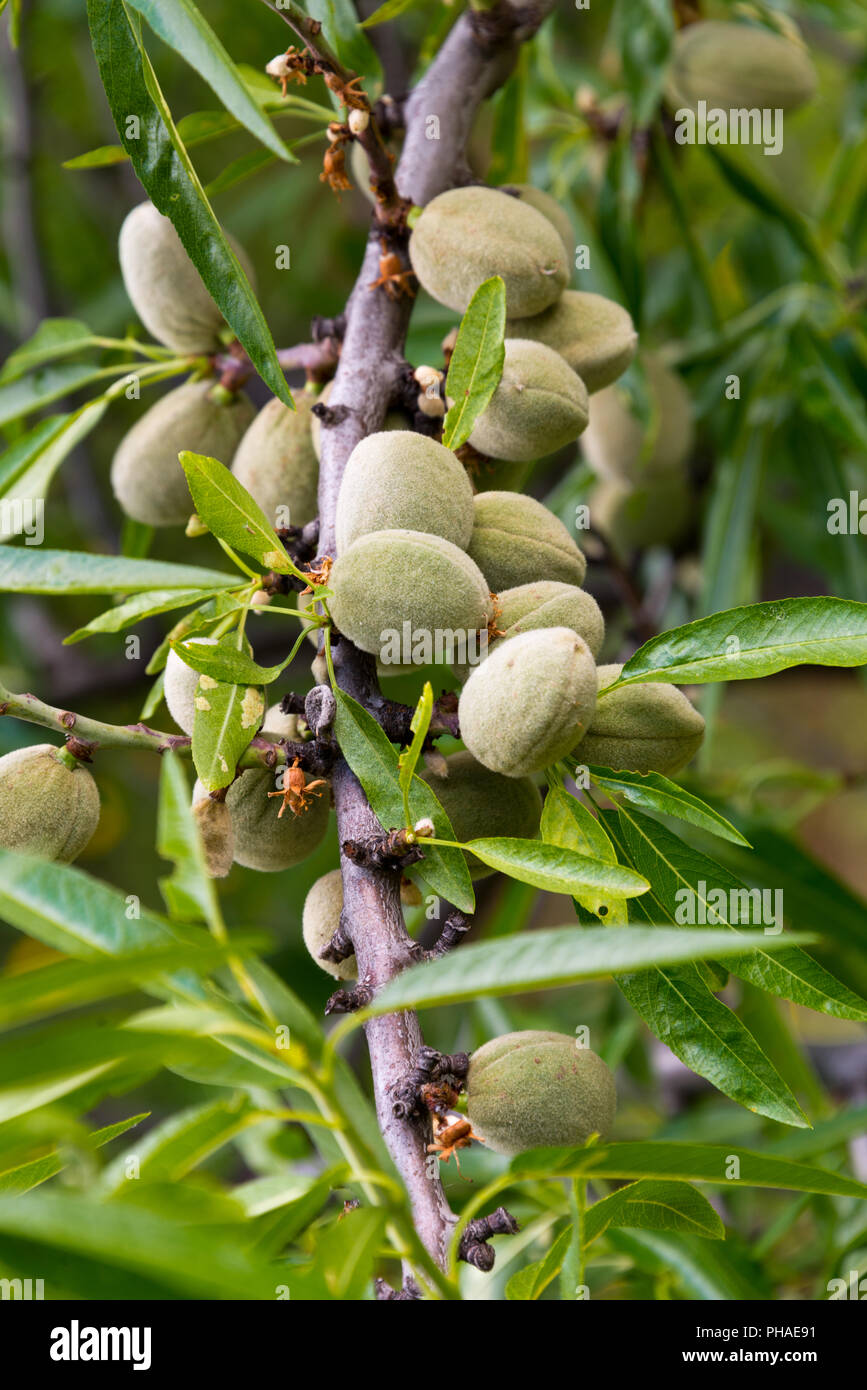 Almonds tree hi-res stock photography and images - Alamy