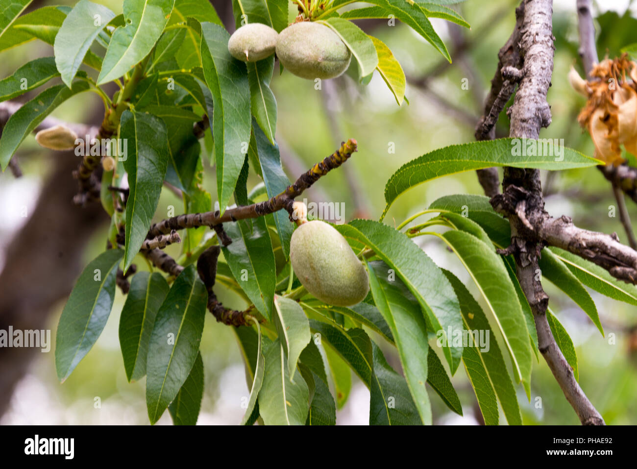 Almonds harvest spain hi-res stock photography and images - Alamy