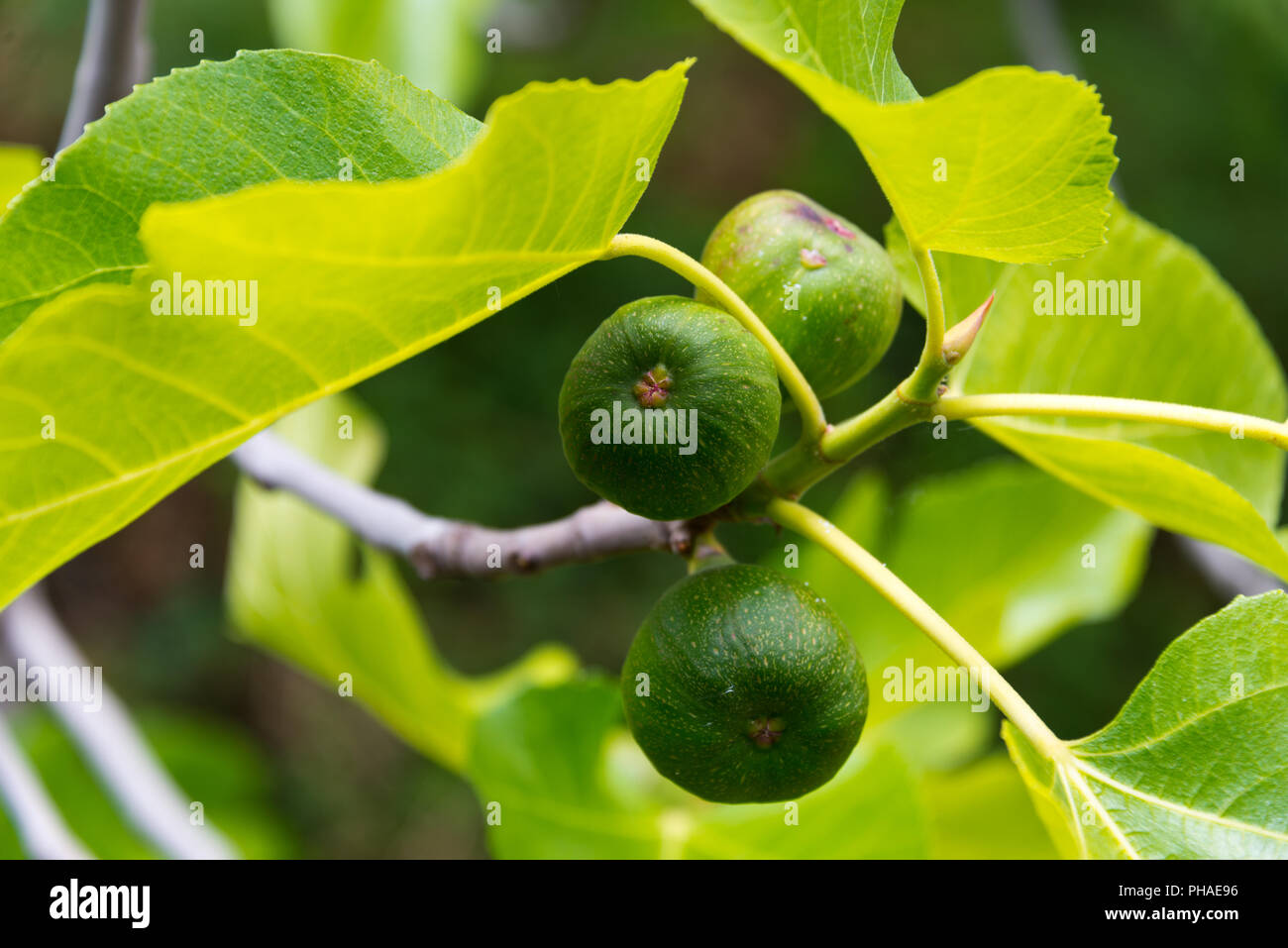 figs on tree Stock Photo - Alamy