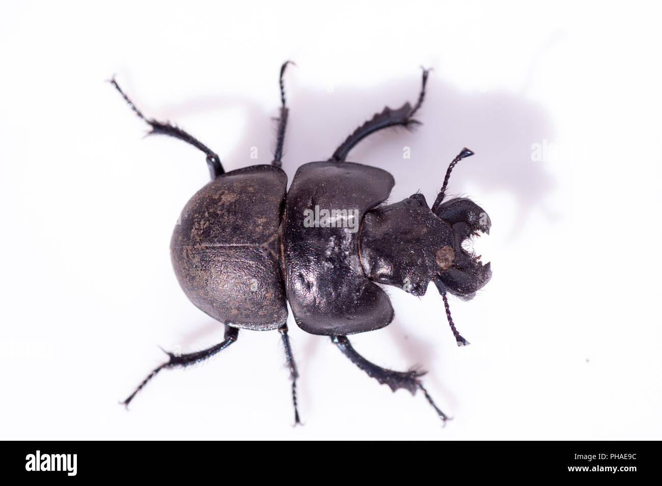 Male of Lethrus apterus the genus of large beetles, from the subfamily ...