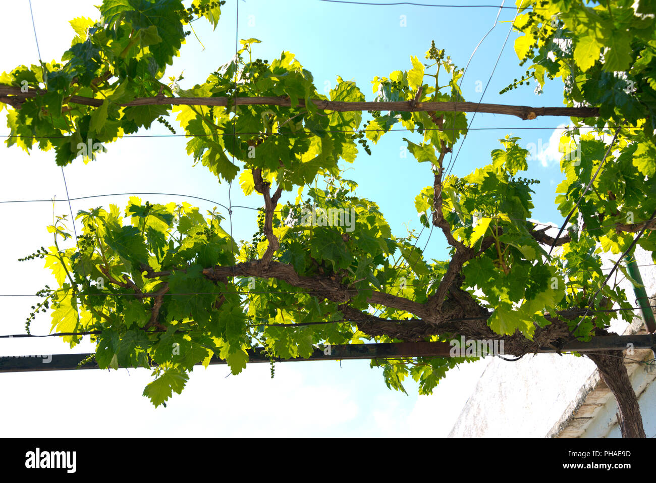 Grapevine pergola hi-res stock photography and images - Alamy