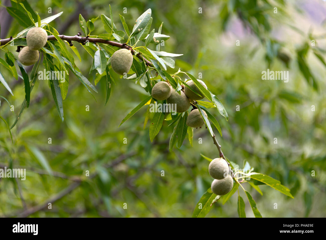 Almonds tree hi-res stock photography and images - Alamy