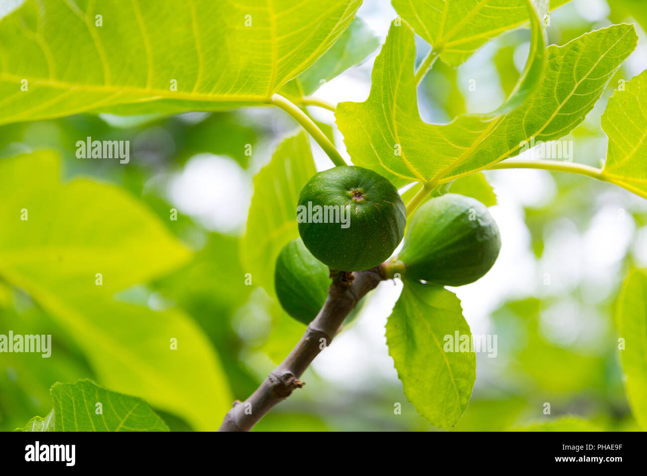 Figs on tree hi-res stock photography and images - Alamy